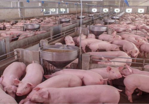 Swastik Pig Farm